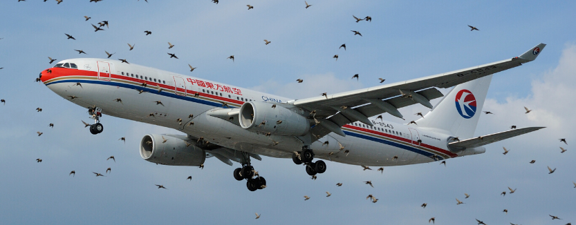 bird strike, how common are accidents between birds and airplanes?